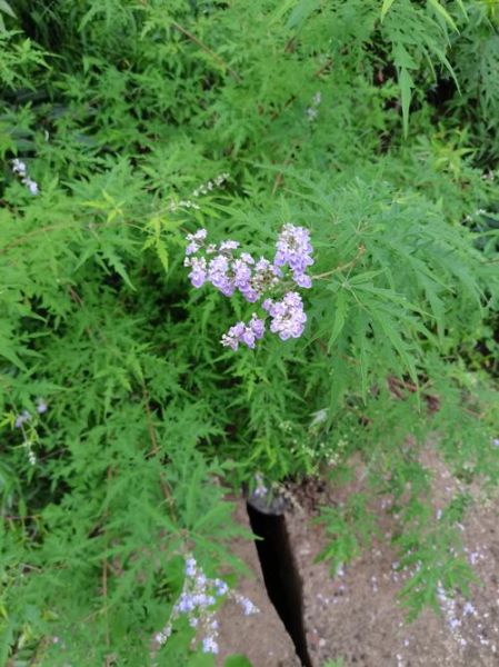 路边荆草药高清图片_路边荆草药的功效与作用-第2张图片-山城妙识