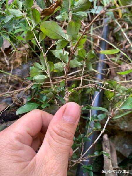 路边荆草药高清图片_路边荆草药的功效与作用-第3张图片-山城妙识