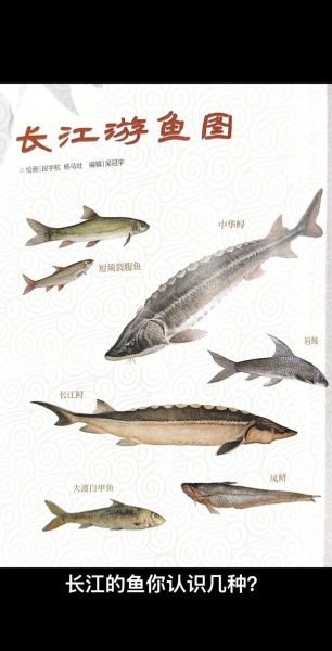 长江鱼类图片大全_如何分辨常见鱼种-第1张图片-山城妙识