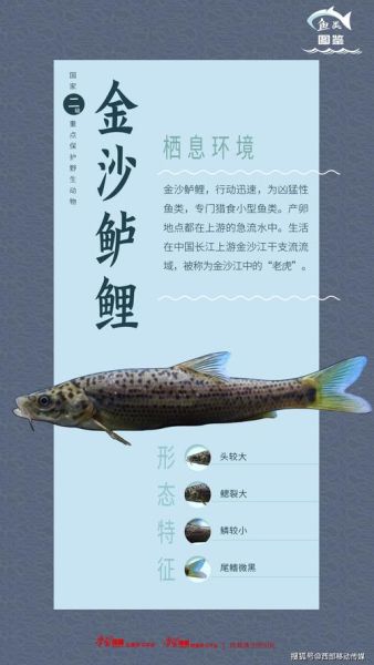 长江鱼类图片大全_如何分辨常见鱼种-第3张图片-山城妙识