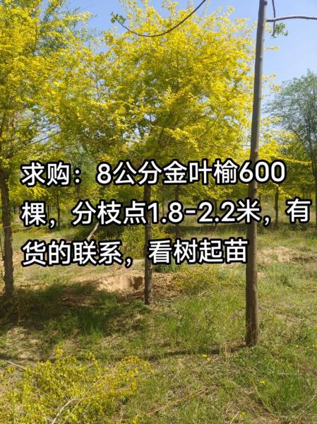 金叶榆价格多少钱一棵_金叶榆怎么修剪-第3张图片-山城妙识