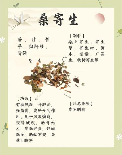 桑寄生有什么功效与作用_桑寄生图片长什么样-第2张图片-山城妙识
