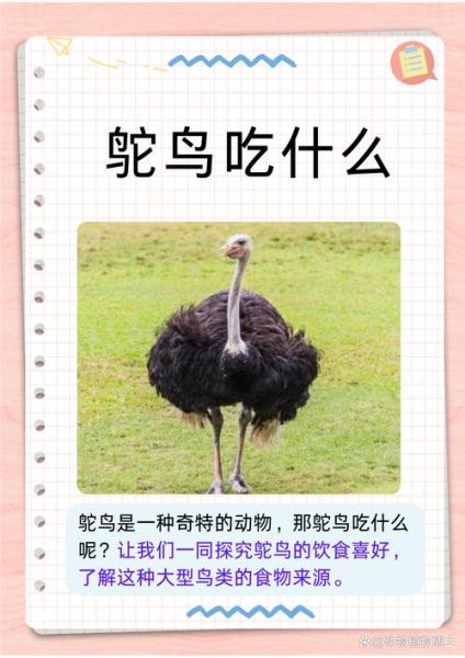 鸵鸟肉哪些人不能吃_鸵鸟肉不能和什么一起吃-第1张图片-山城妙识