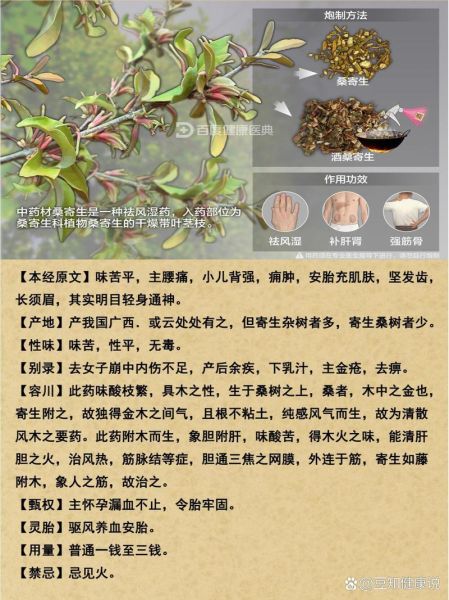 桑寄生有什么功效与作用_桑寄生图片长什么样-第3张图片-山城妙识