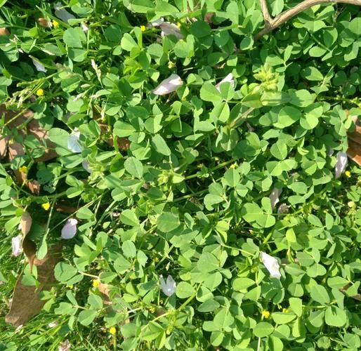 金花菜怎么炒_金花菜炒几分钟能熟-第1张图片-山城妙识