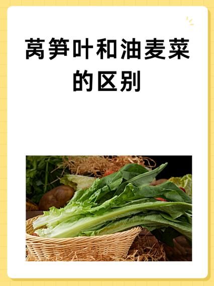 油麦菜和莴笋叶的区别_哪个更营养-第3张图片-山城妙识