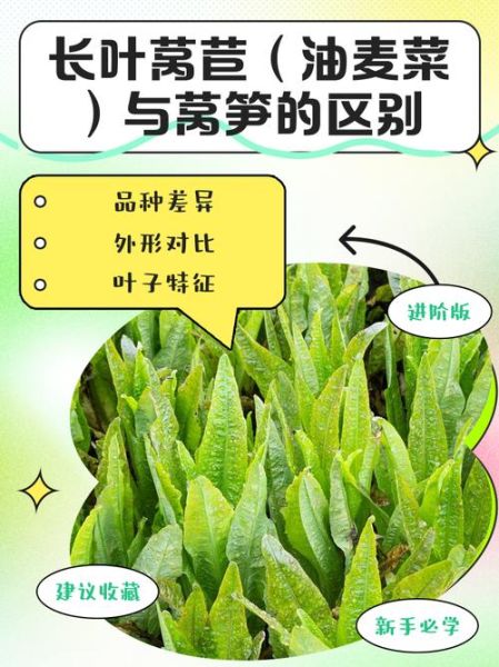 油麦菜和莴笋叶的区别_哪个更营养-第2张图片-山城妙识