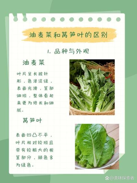 油麦菜和莴笋叶的区别_哪个更营养-第1张图片-山城妙识