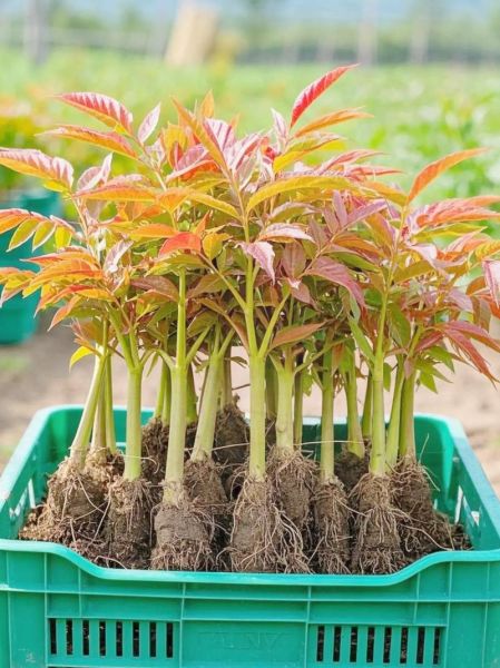 香椿树怎么种_香椿树几年能采芽-第1张图片-山城妙识