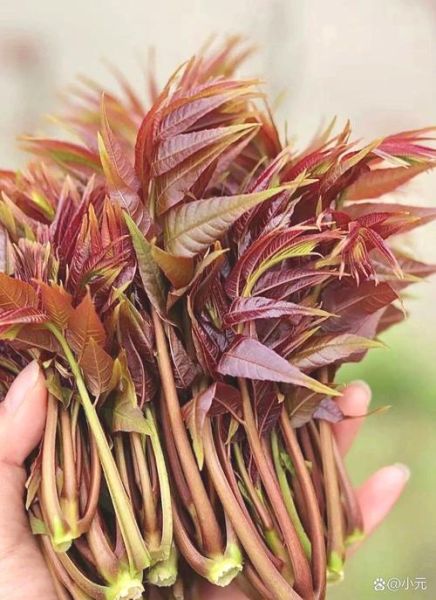香椿树怎么种_香椿树几年能采芽-第3张图片-山城妙识