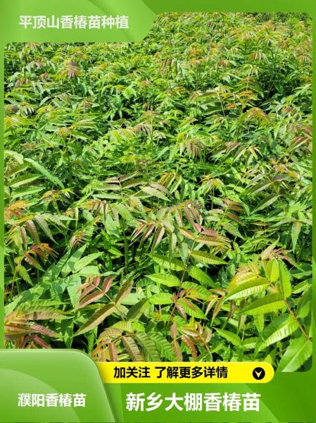 香椿树怎么种_香椿树几年能采芽-第2张图片-山城妙识