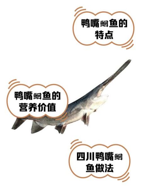 鸭嘴鲟鱼多少钱一斤_鸭嘴鲟鱼价格行情-第3张图片-山城妙识
