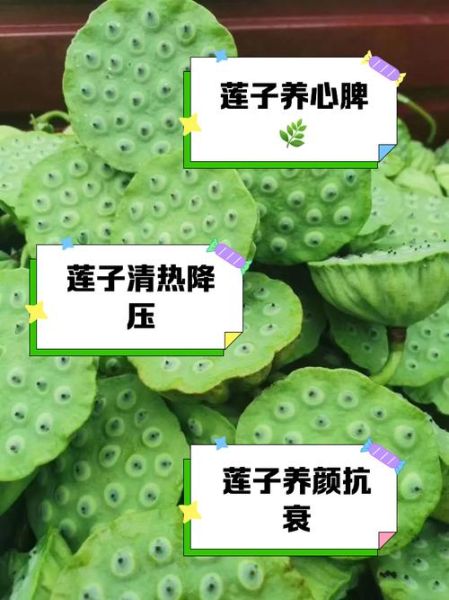 莲子可以生吃吗_莲蓬里的莲子生吃安全吗-第1张图片-山城妙识