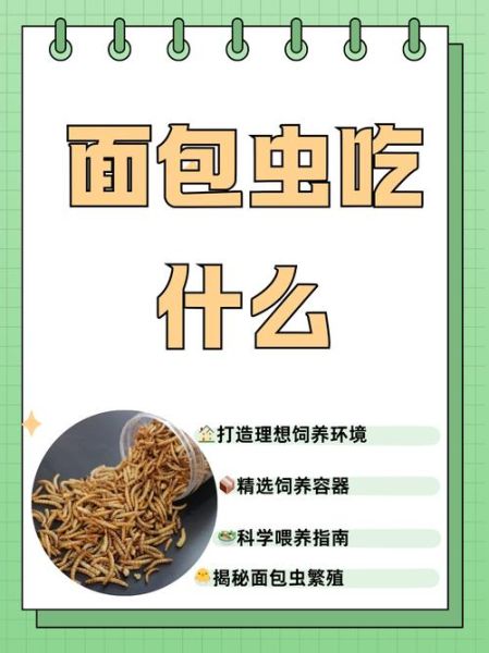 面包虫怎么养_面包虫吃什么长得快-第1张图片-山城妙识 面包虫怎么养_面包虫吃什么长得快-第1张图片-山城妙识