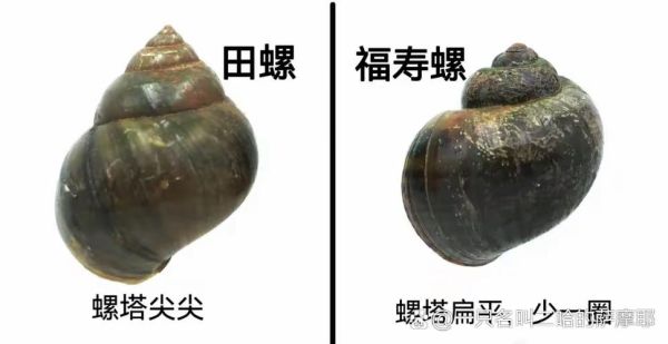 特别大的田螺叫什么_巨型福寿螺能吃吗-第1张图片-山城妙识