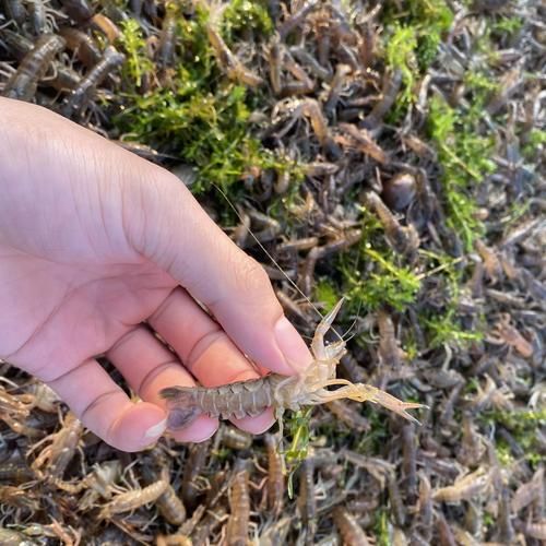 澳洲淡水小龙虾怎么养_澳洲淡水小龙虾价格多少钱一斤-第1张图片-山城妙识