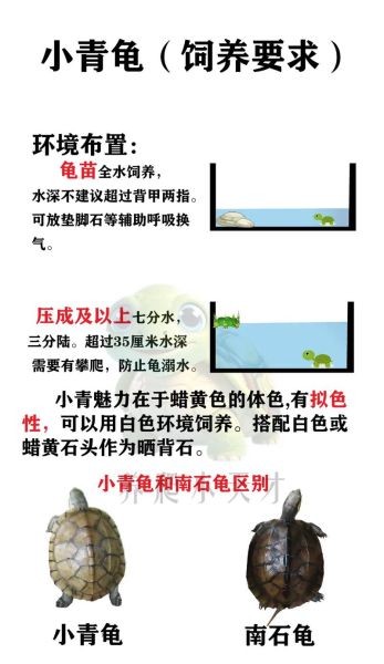 黄喉拟水龟寿命有多长_如何延长黄喉拟水龟寿命-第1张图片-山城妙识