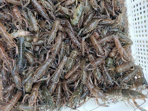 澳洲淡水小龙虾怎么养_澳洲淡水小龙虾价格多少钱一斤-第3张图片-山城妙识