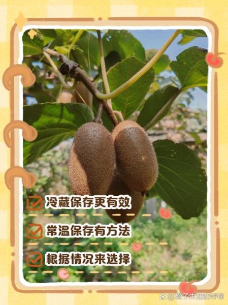 猕猴桃可以放冰箱吗_猕猴桃冷藏保存多久-第2张图片-山城妙识