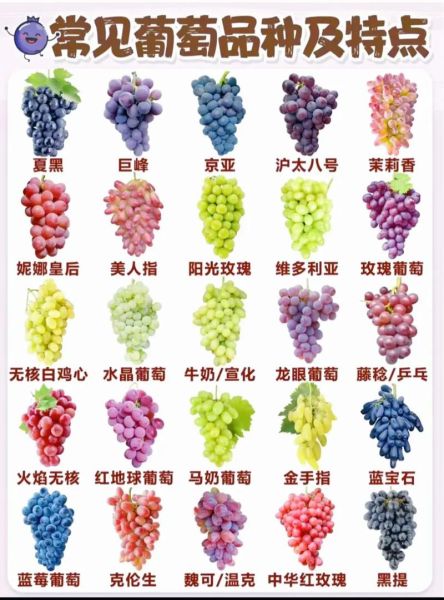 中国十大最新葡萄品种有哪些_哪个品种最甜-第1张图片-山城妙识