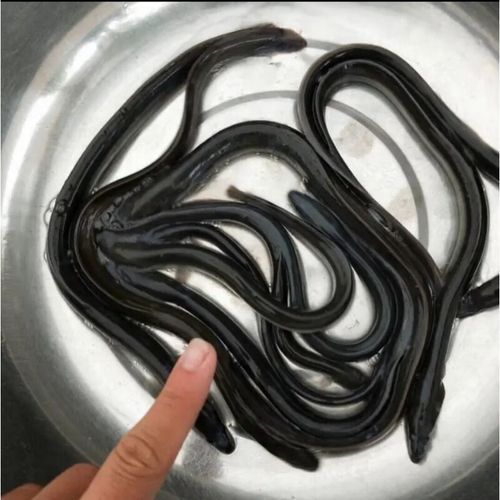 鳝鱼苗价格多少钱一斤_鳝鱼苗批发行情-第2张图片-山城妙识 鳝鱼苗价格多少钱一斤_鳝鱼苗批发行情-第2张图片-山城妙识