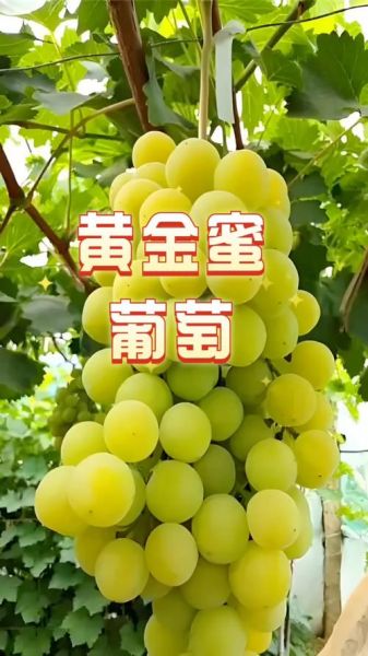 中国十大最新葡萄品种有哪些_哪个品种最甜-第3张图片-山城妙识