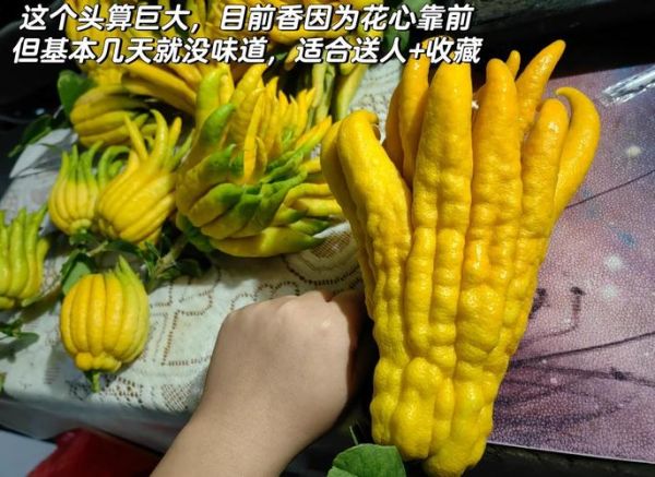 金华佛手茶怎么泡_金华佛手茶功效与作用-第1张图片-山城妙识