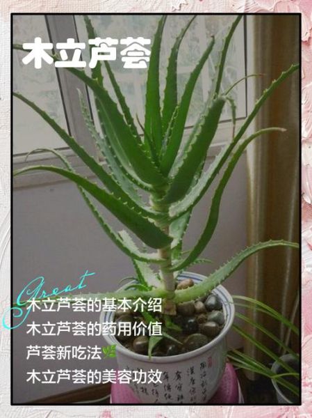 木立芦荟的功效与作用_木立芦荟怎么吃效果最好-第2张图片-山城妙识