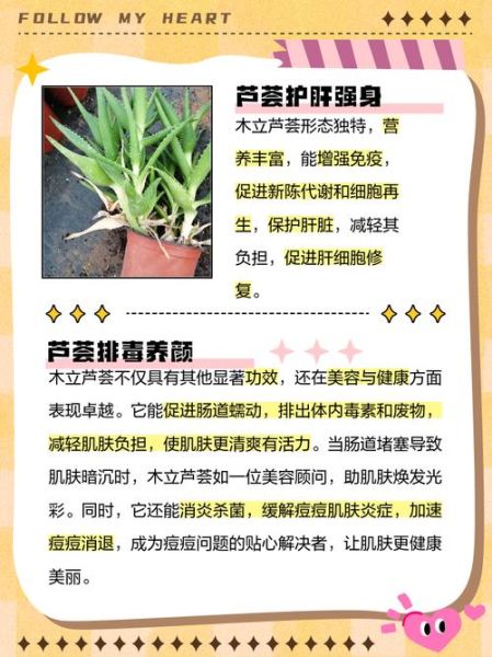 木立芦荟的功效与作用_木立芦荟怎么吃效果最好-第1张图片-山城妙识