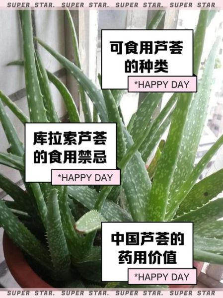 木立芦荟的功效与作用_木立芦荟怎么吃效果最好-第3张图片-山城妙识
