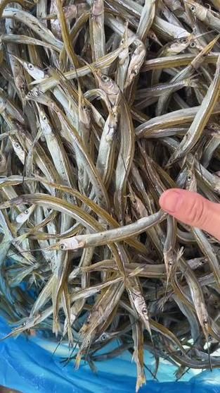针嘴鱼怎么养_针嘴鱼能长多大-第2张图片-山城妙识 针嘴鱼怎么养_针嘴鱼能长多大-第2张图片-山城妙识