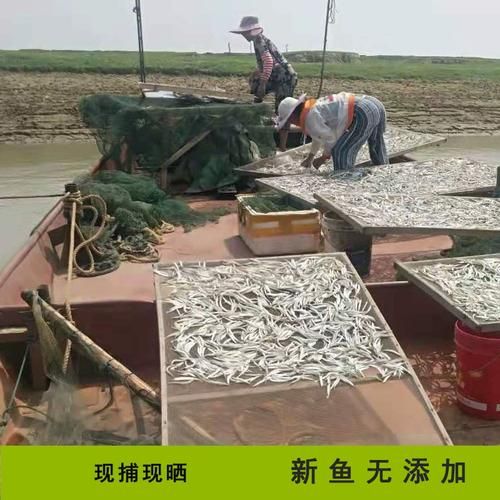 针嘴鱼怎么养_针嘴鱼能长多大-第3张图片-山城妙识 针嘴鱼怎么养_针嘴鱼能长多大-第3张图片-山城妙识