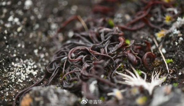 野生发菜图片_野生发菜长什么样-第2张图片-山城妙识