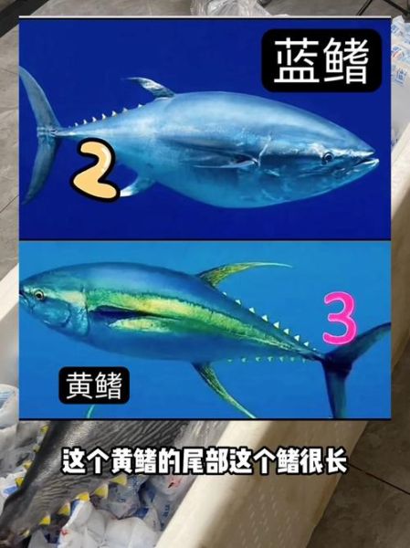 黄鳍金枪鱼和蓝鳍金枪鱼哪个贵_价格差距有多大-第1张图片-山城妙识