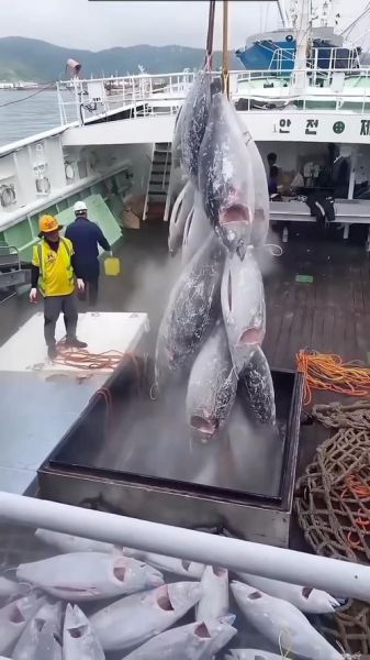 黄鳍金枪鱼和蓝鳍金枪鱼哪个贵_价格差距有多大-第3张图片-山城妙识