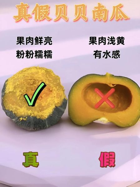 贝贝南瓜怎么挑选_贝贝南瓜蒸多久才熟-第3张图片-山城妙识
