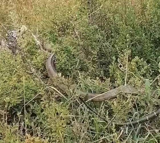 菜花蛇和眼镜王蛇谁更厉害_野外遭遇哪个更危险-第2张图片-山城妙识