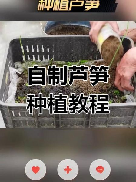 芦笋怎么种_芦笋种植方法-第2张图片-山城妙识