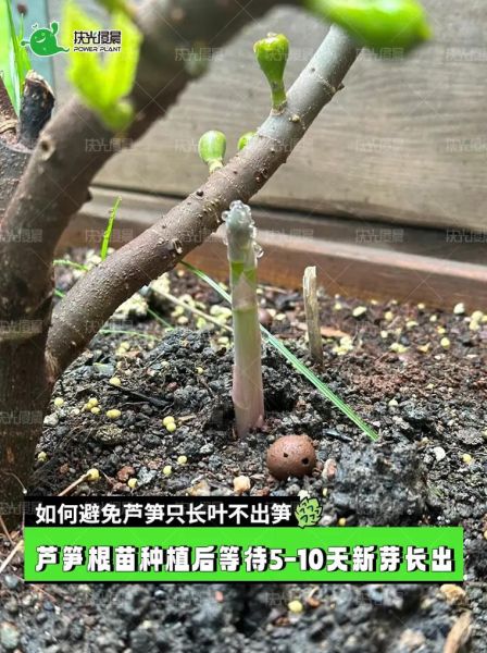 芦笋怎么种_芦笋种植方法-第3张图片-山城妙识