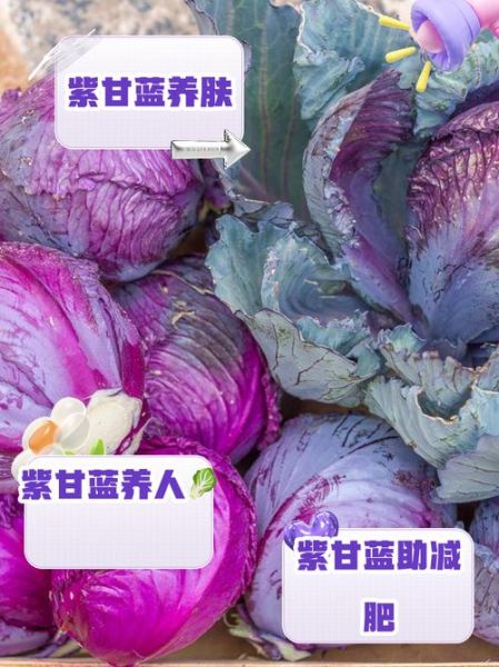 长期吃紫甘蓝有什么好处_紫甘蓝能天天吃吗-第3张图片-山城妙识