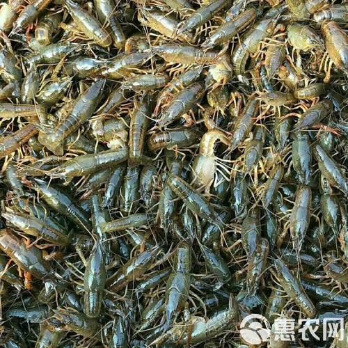 青虾苗多少钱一斤_青虾苗价格行情-第1张图片-山城妙识