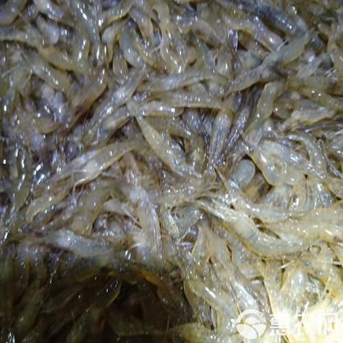 青虾苗多少钱一斤_青虾苗价格行情-第2张图片-山城妙识