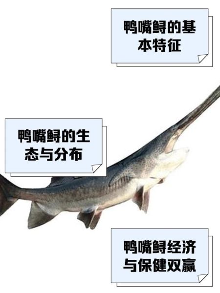 鸭嘴鱼多少钱一斤2021_鸭嘴鱼价格行情-第3张图片-山城妙识