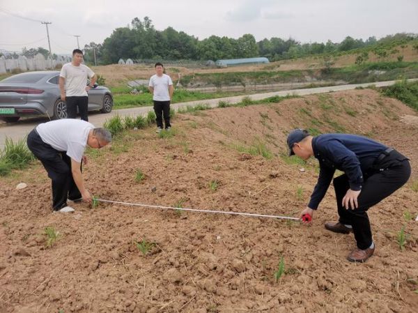 谷子地怎么种_谷子地施肥技巧-第2张图片-山城妙识
