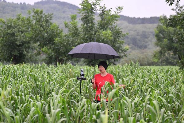 谷子地怎么种_谷子地施肥技巧-第3张图片-山城妙识