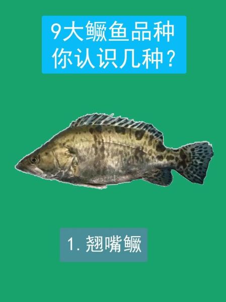 鳜鱼图片大全_鳜鱼品种怎么区分-第1张图片-山城妙识