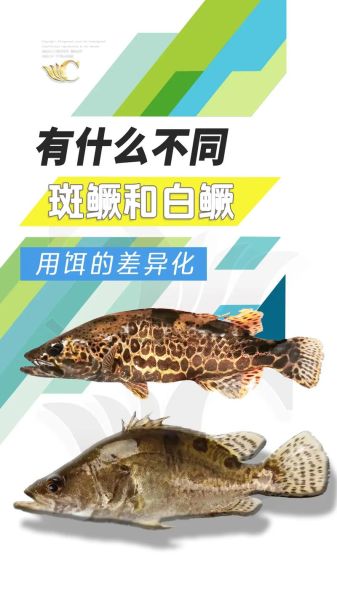 鳜鱼图片大全_鳜鱼品种怎么区分-第2张图片-山城妙识
