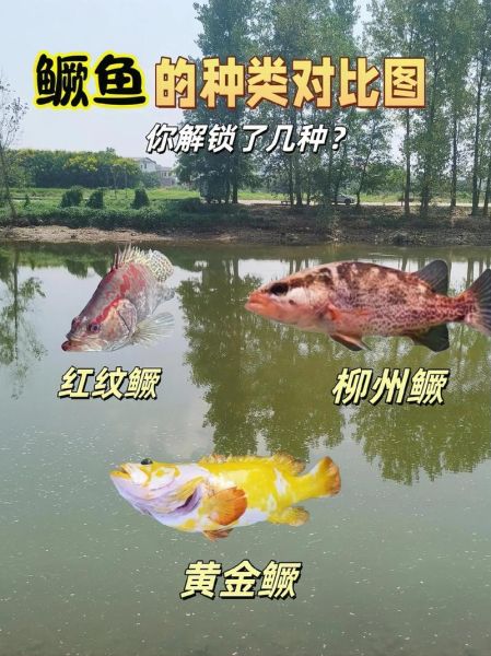 鳜鱼图片大全_鳜鱼品种怎么区分-第3张图片-山城妙识