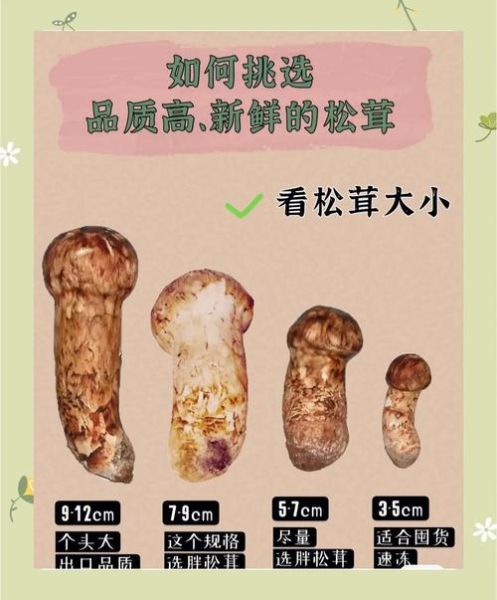 鲜松茸的功效与作用_怎么吃最营养-第1张图片-山城妙识