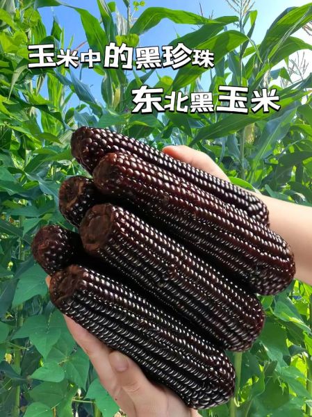 黑糯玉米的功效与作用_黑糯玉米适合什么人吃-第3张图片-山城妙识